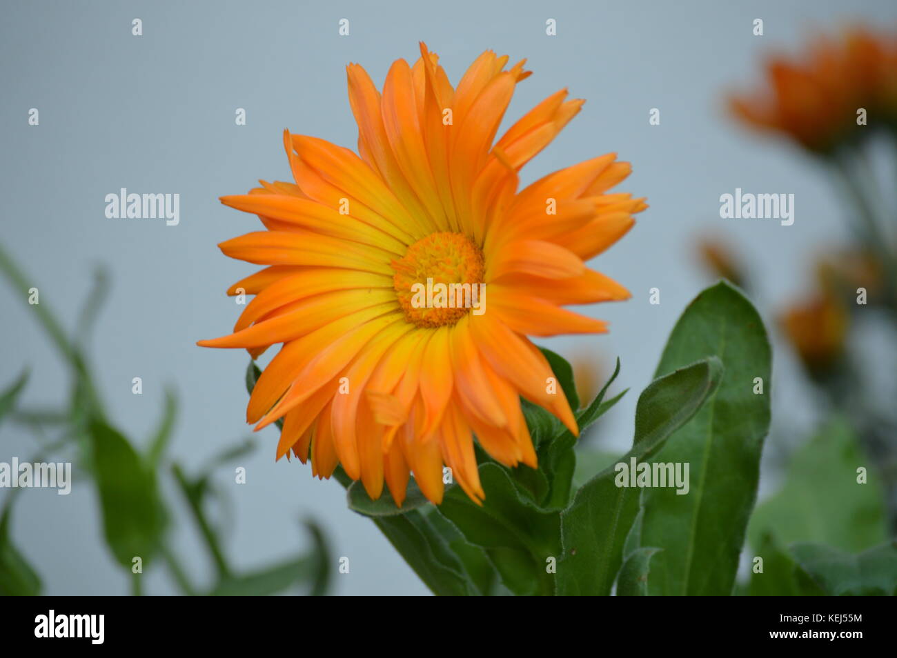 Mum flower in the garden Stock Photo - Alamy