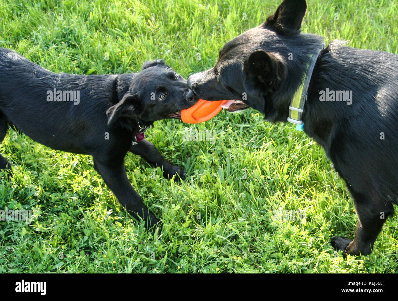 Dogs Playing Ball Stock Photo - Alamy