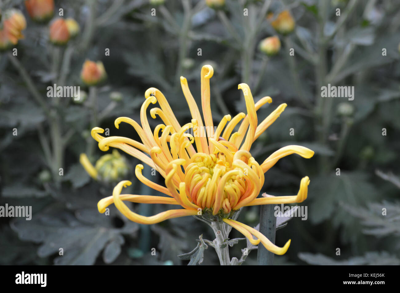 Mum flower in the garden Stock Photo - Alamy