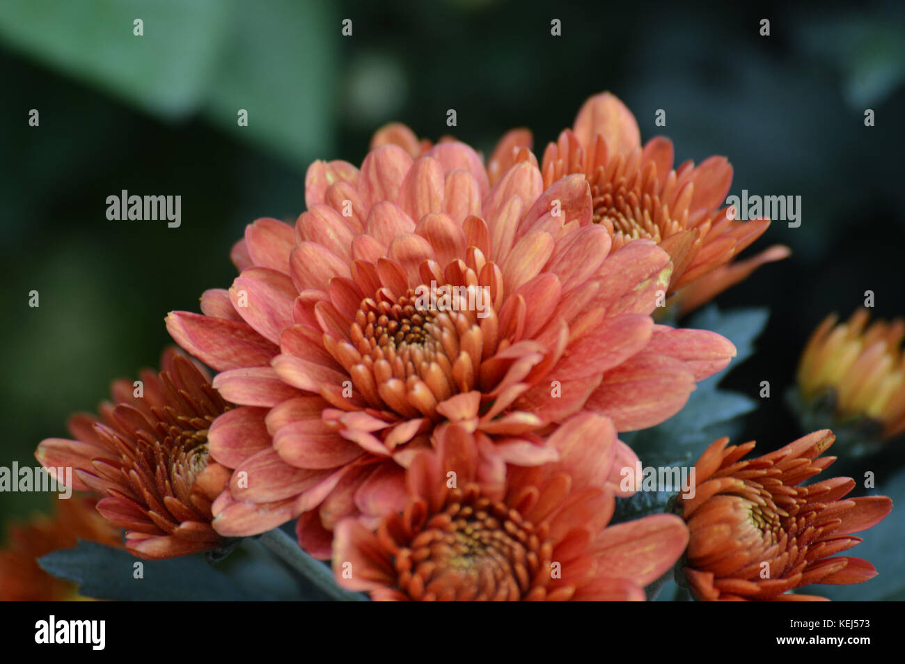 Mum flower in the garden Stock Photo - Alamy