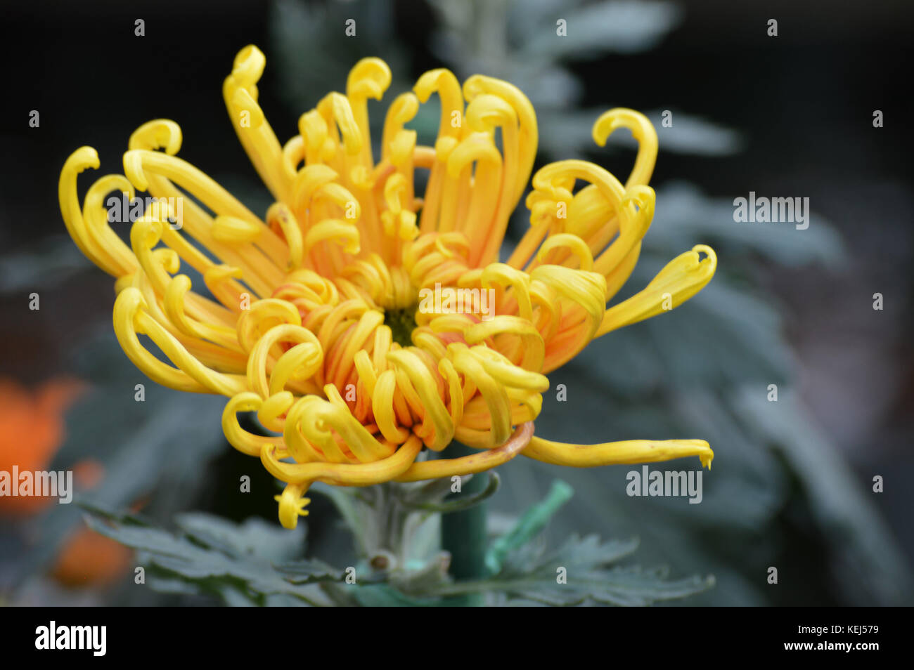 Garden mum flower hi-res stock photography and images - Alamy