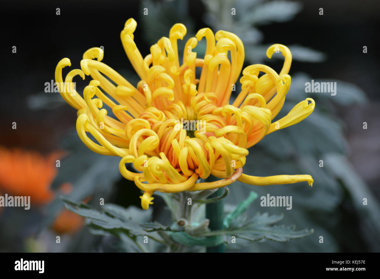 Mum flower in the garden Stock Photo - Alamy