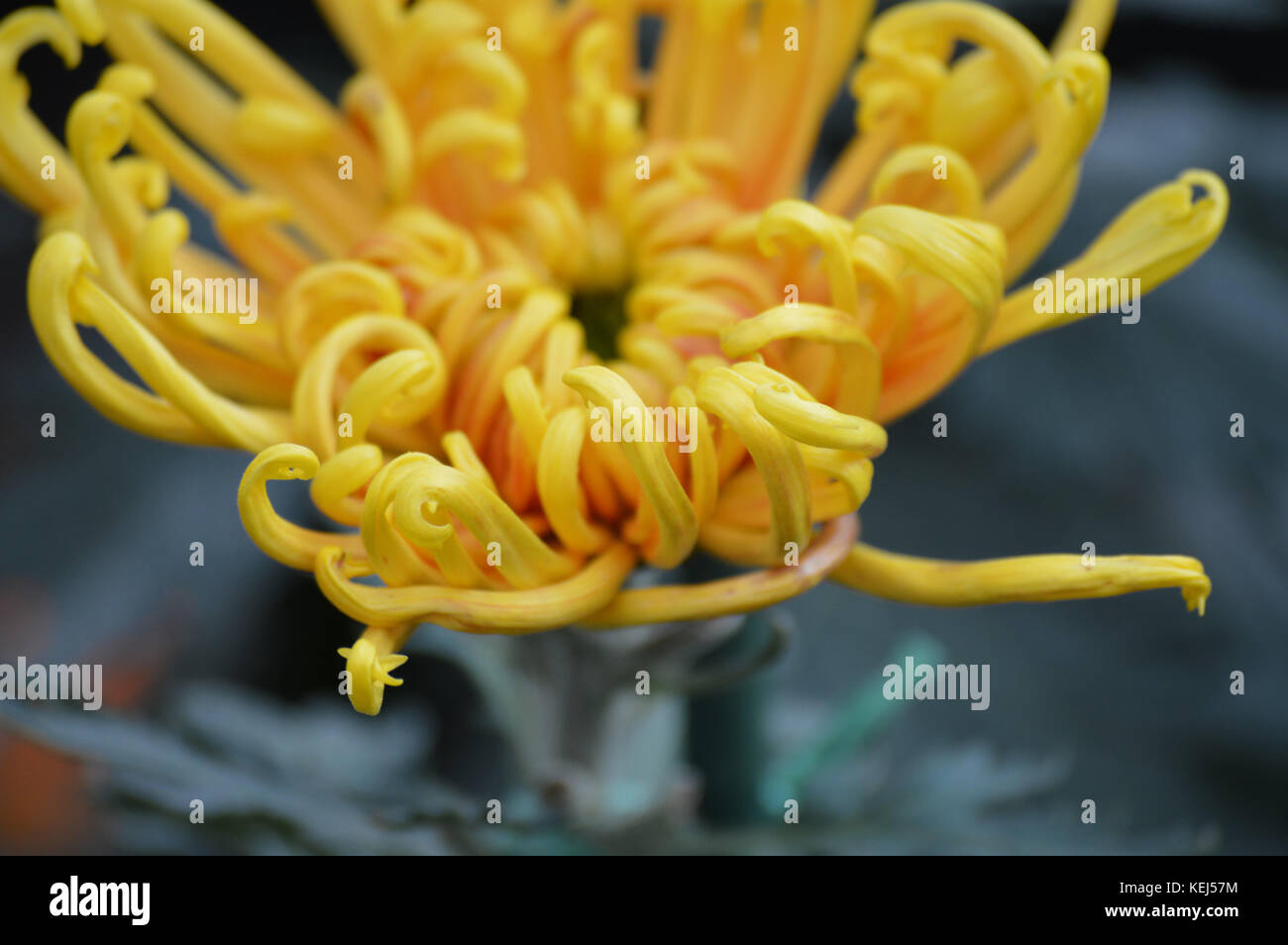 Mum flower in the garden Stock Photo - Alamy