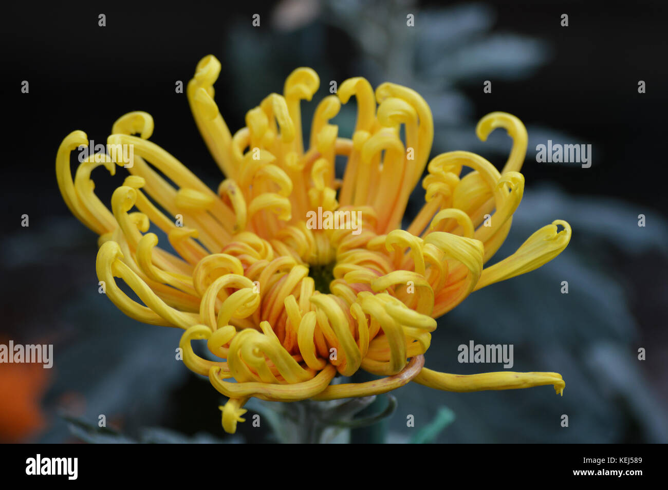 Mum flower in the garden Stock Photo - Alamy