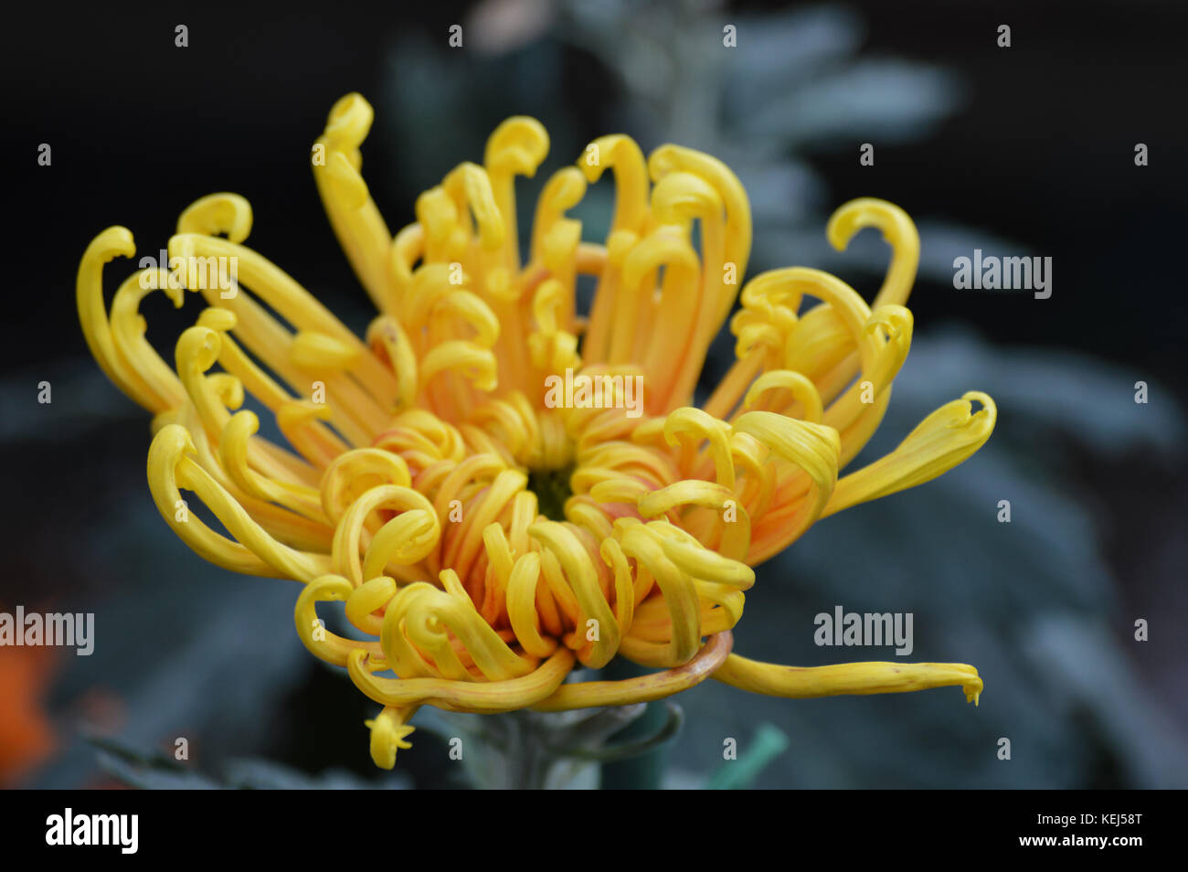 Mum flower in the garden Stock Photo - Alamy