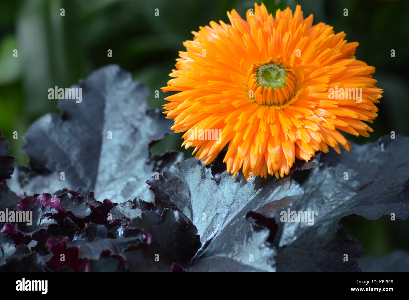 Mum flower in the garden Stock Photo - Alamy