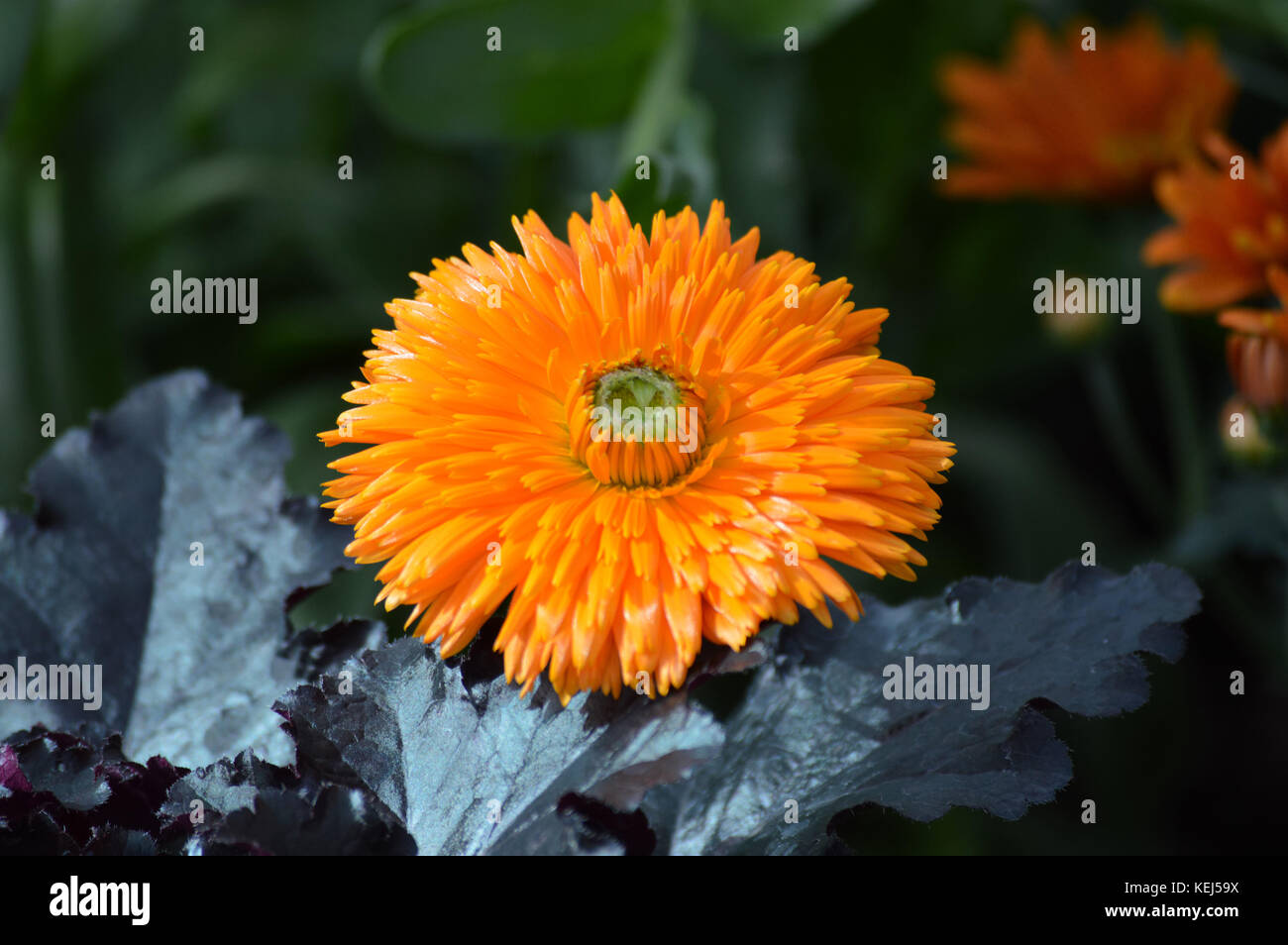 Mum flower in the garden Stock Photo - Alamy