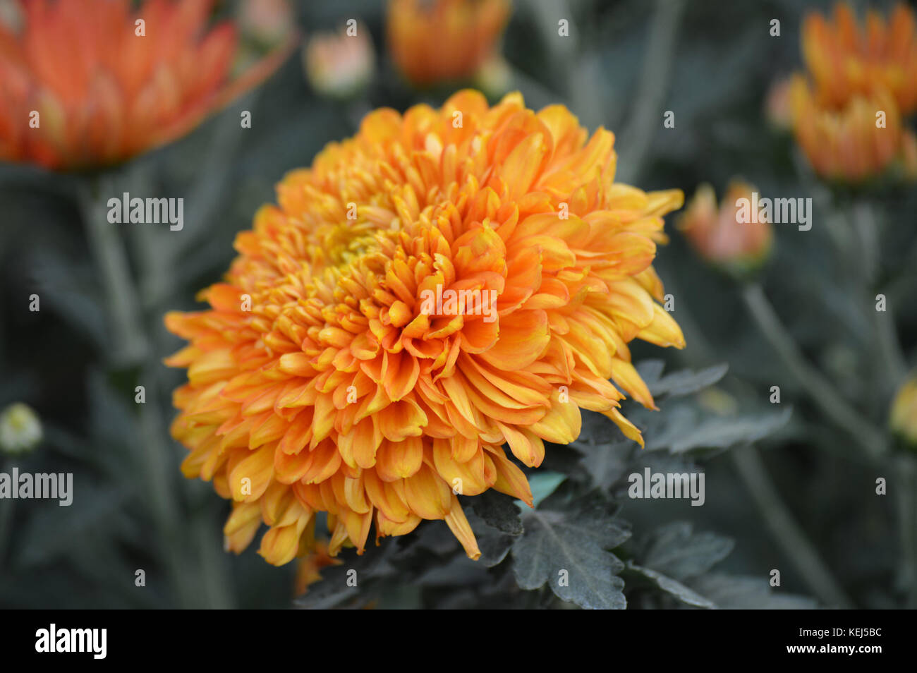 Mum flower in the garden Stock Photo - Alamy
