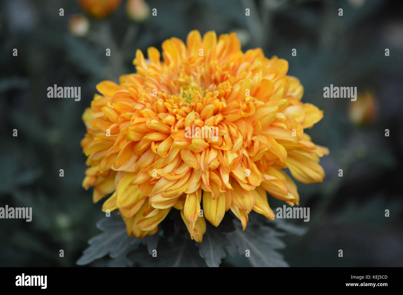 Mum flower in the garden Stock Photo - Alamy