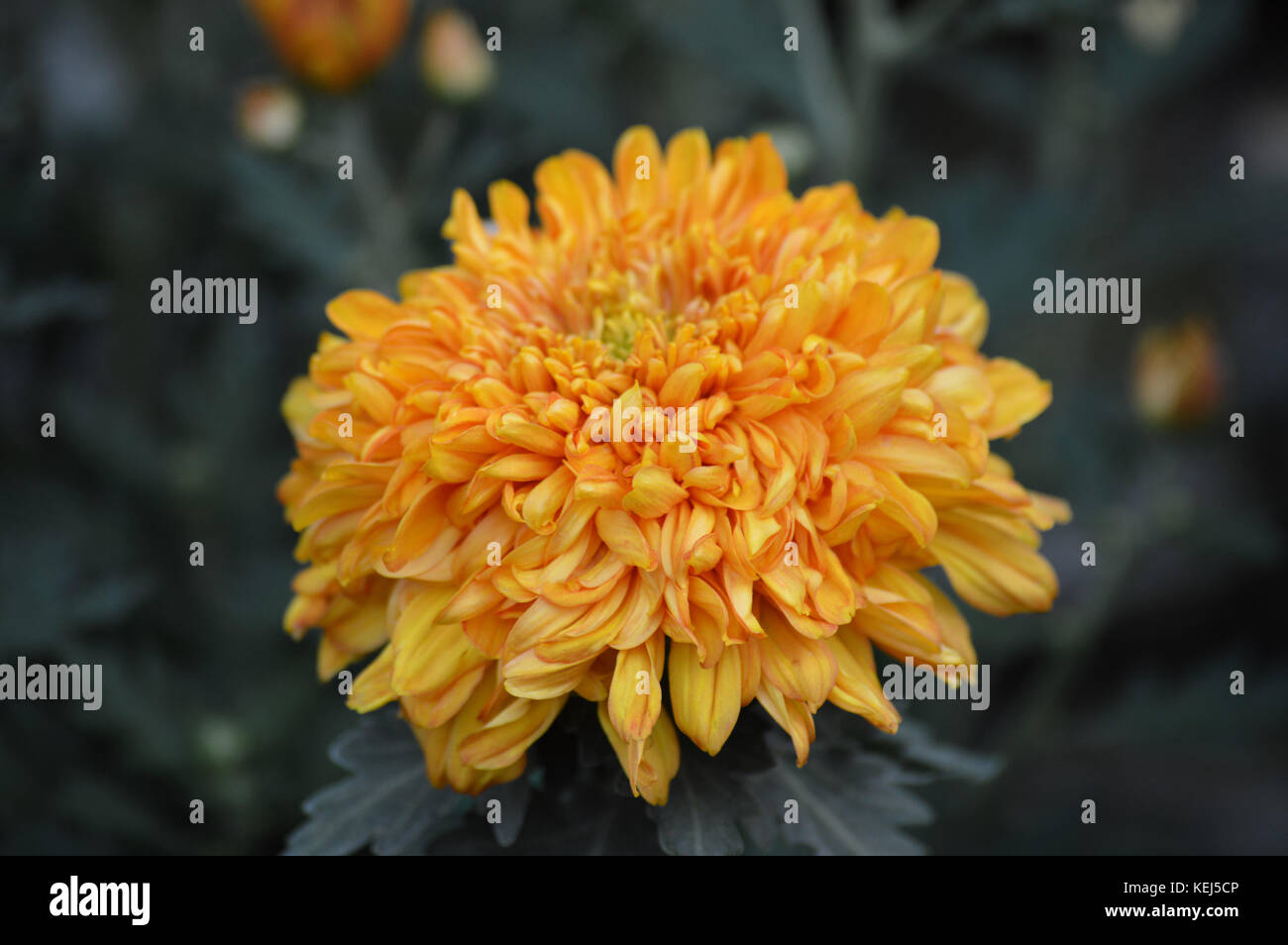 Mum flower in the garden Stock Photo - Alamy