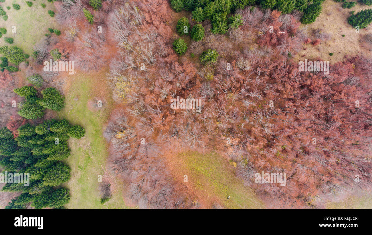 Aerial view of autumn forest Stock Photo - Alamy