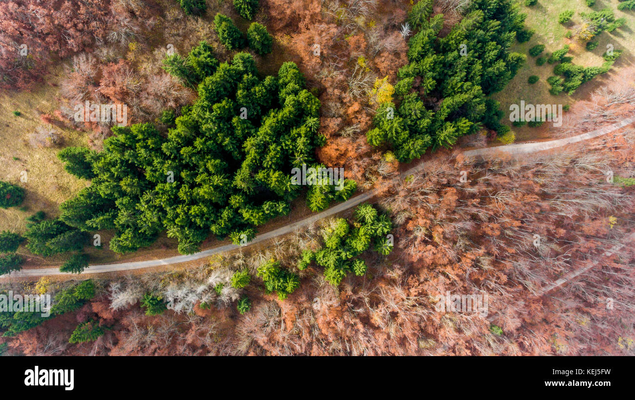 Aerial view of road through forest Stock Photo - Alamy