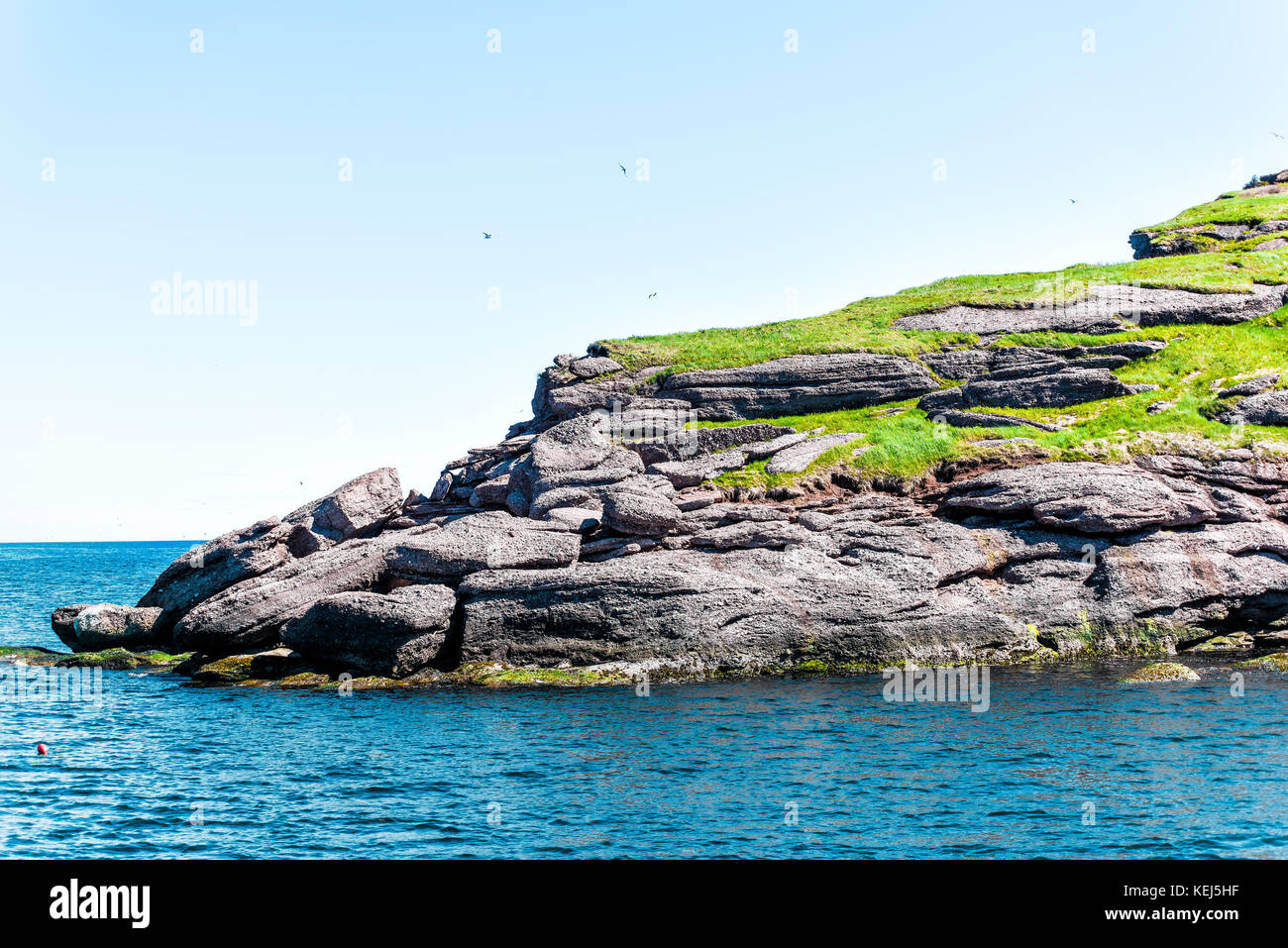Gannet birds flying by Bonaventure island cliff in Perce, Gaspesie ...