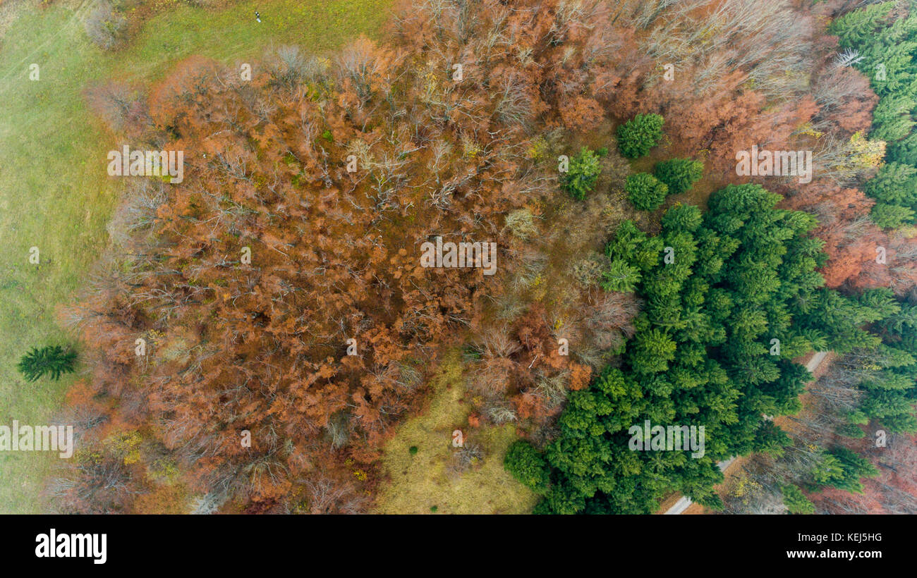 Aerial view of autumn forest Stock Photo - Alamy