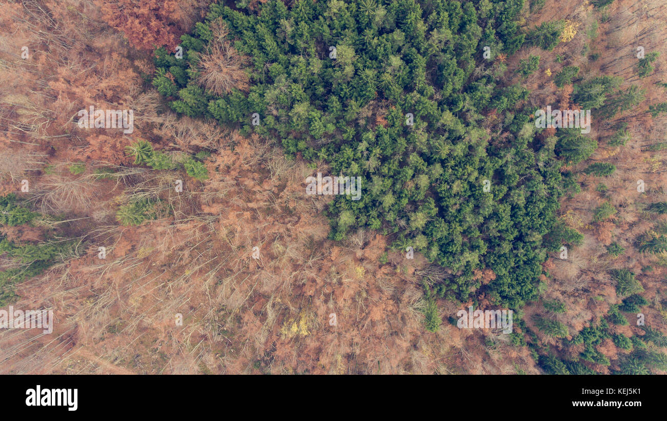 Aerial view of autumn forest Stock Photo - Alamy