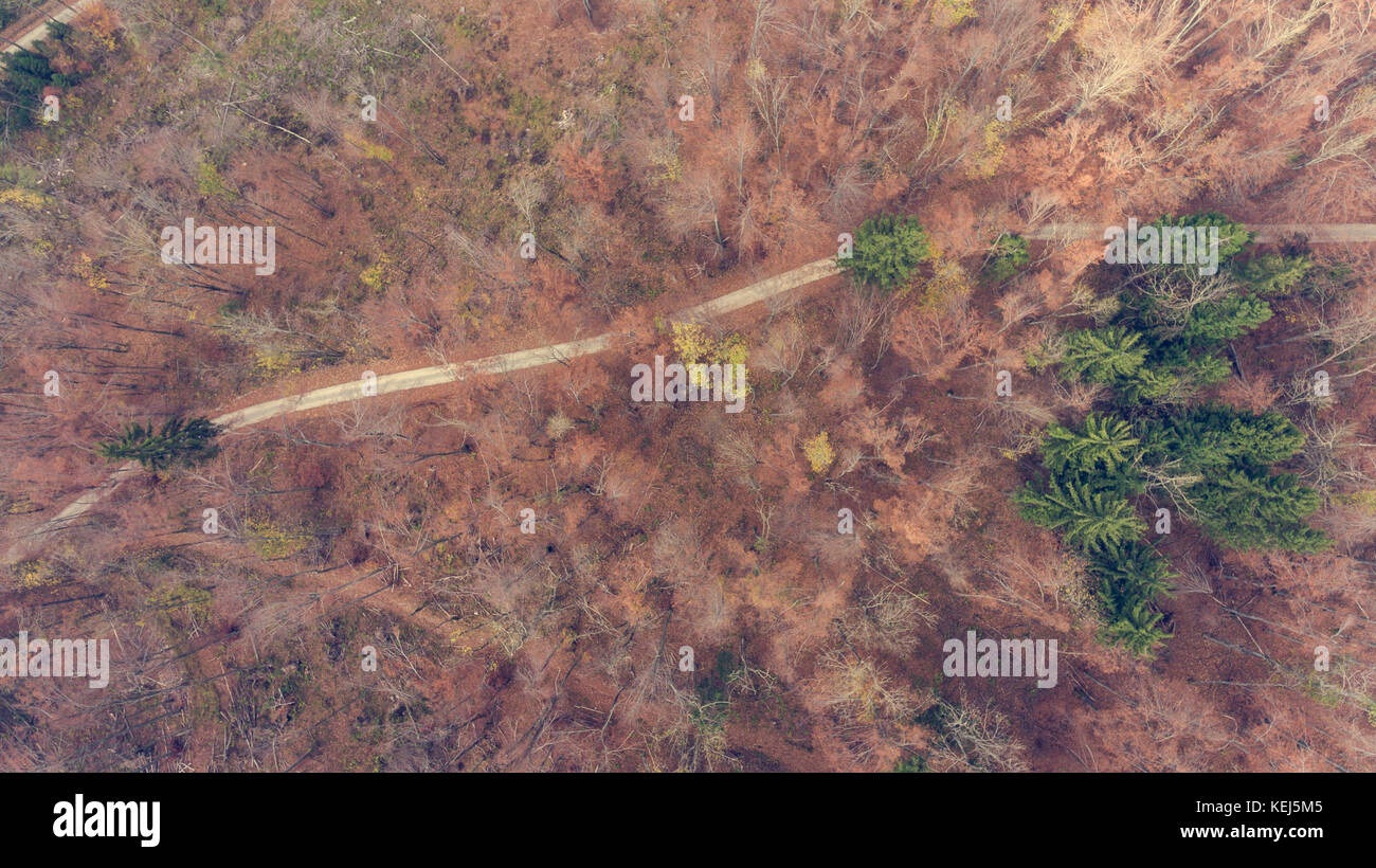 Top view of a road through forest Stock Photo - Alamy