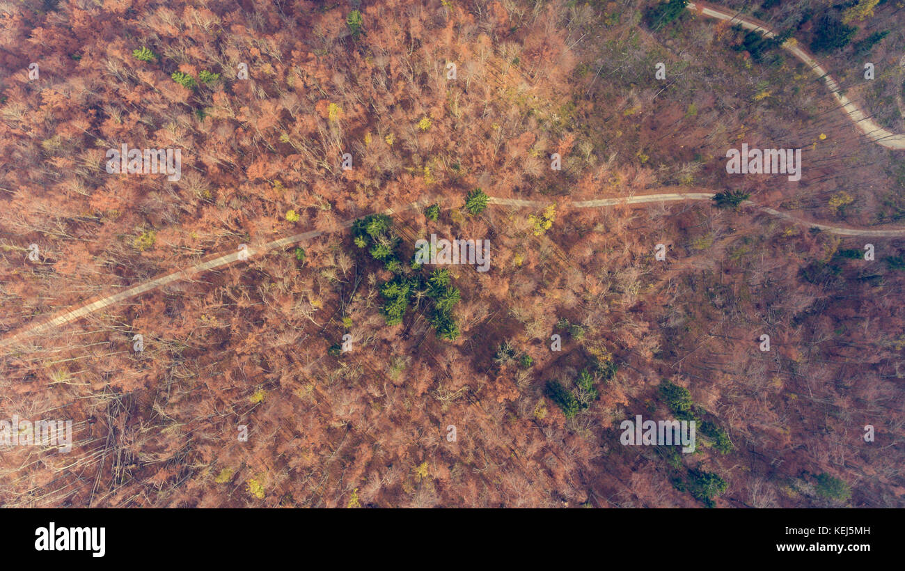 Top view of a road through forest Stock Photo - Alamy