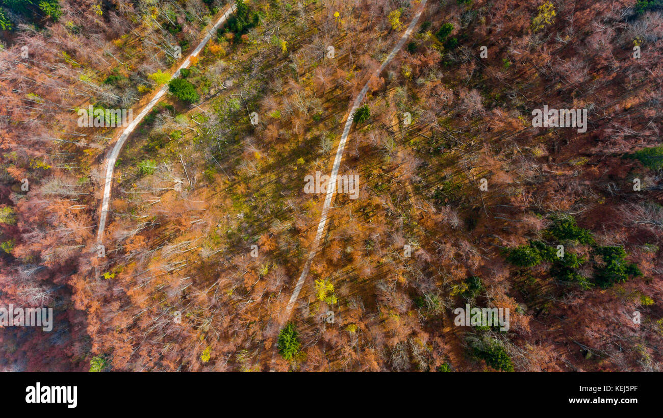Top view of a road through forest Stock Photo - Alamy