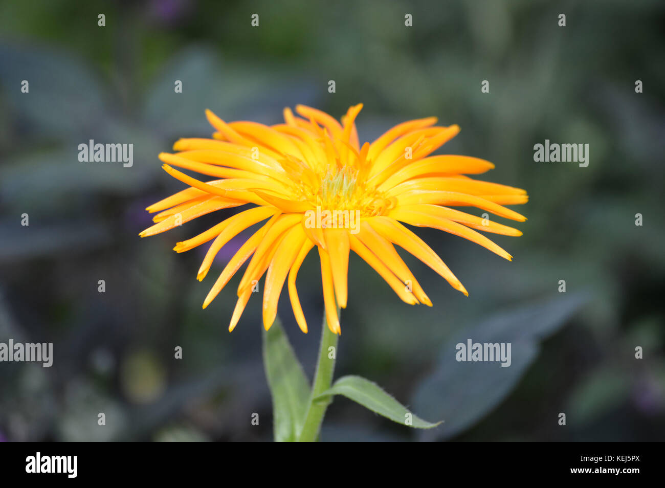 Mum flower in the garden Stock Photo - Alamy