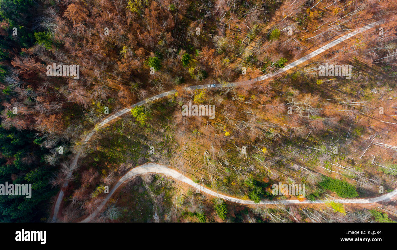 Top view of a road through forest Stock Photo - Alamy