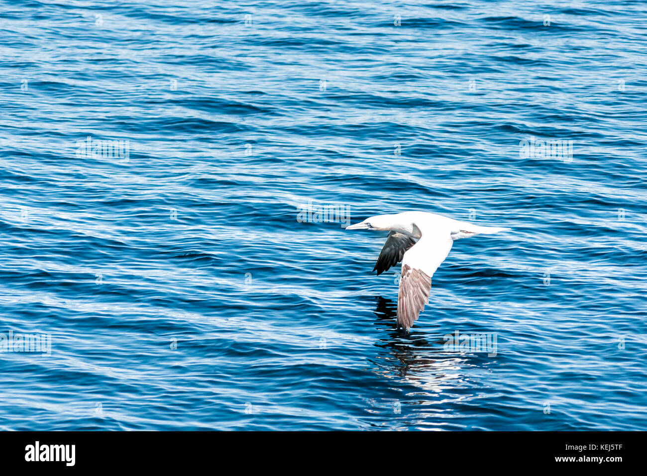 One white gannet morus bird flying above water surface of ocean with ...