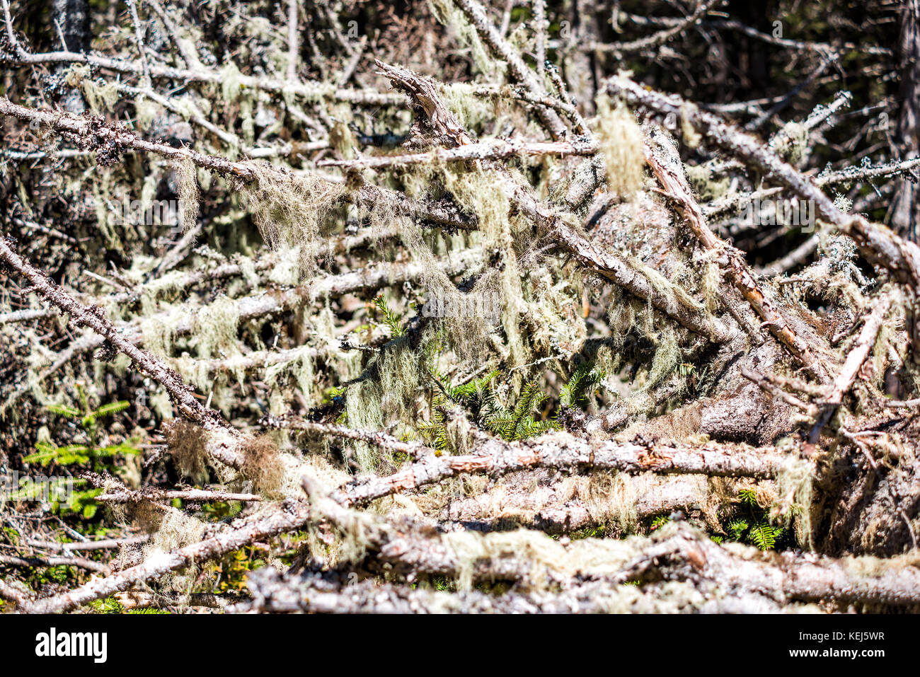 Hanging lichen hi-res stock photography and images - Alamy