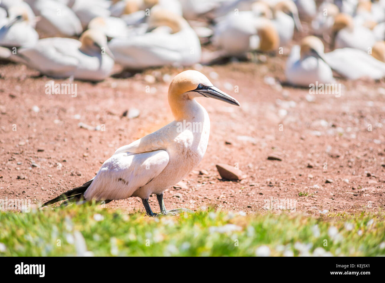 Closeup of white Gannet bird colony nesting on cliff on Bonaventure ...
