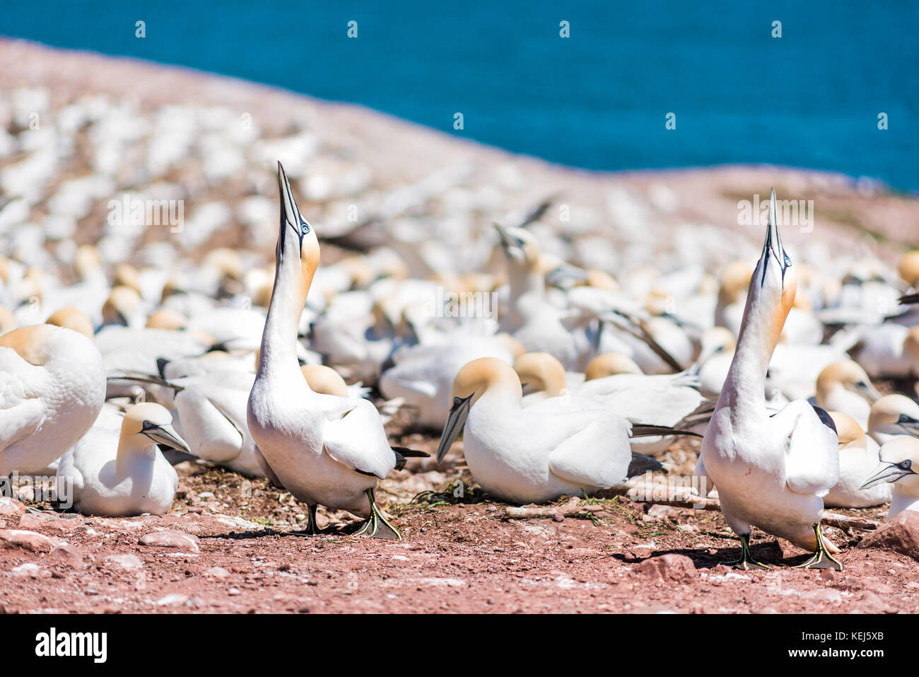 Closeup of white Gannet bird colony nesting on cliff on Bonaventure ...