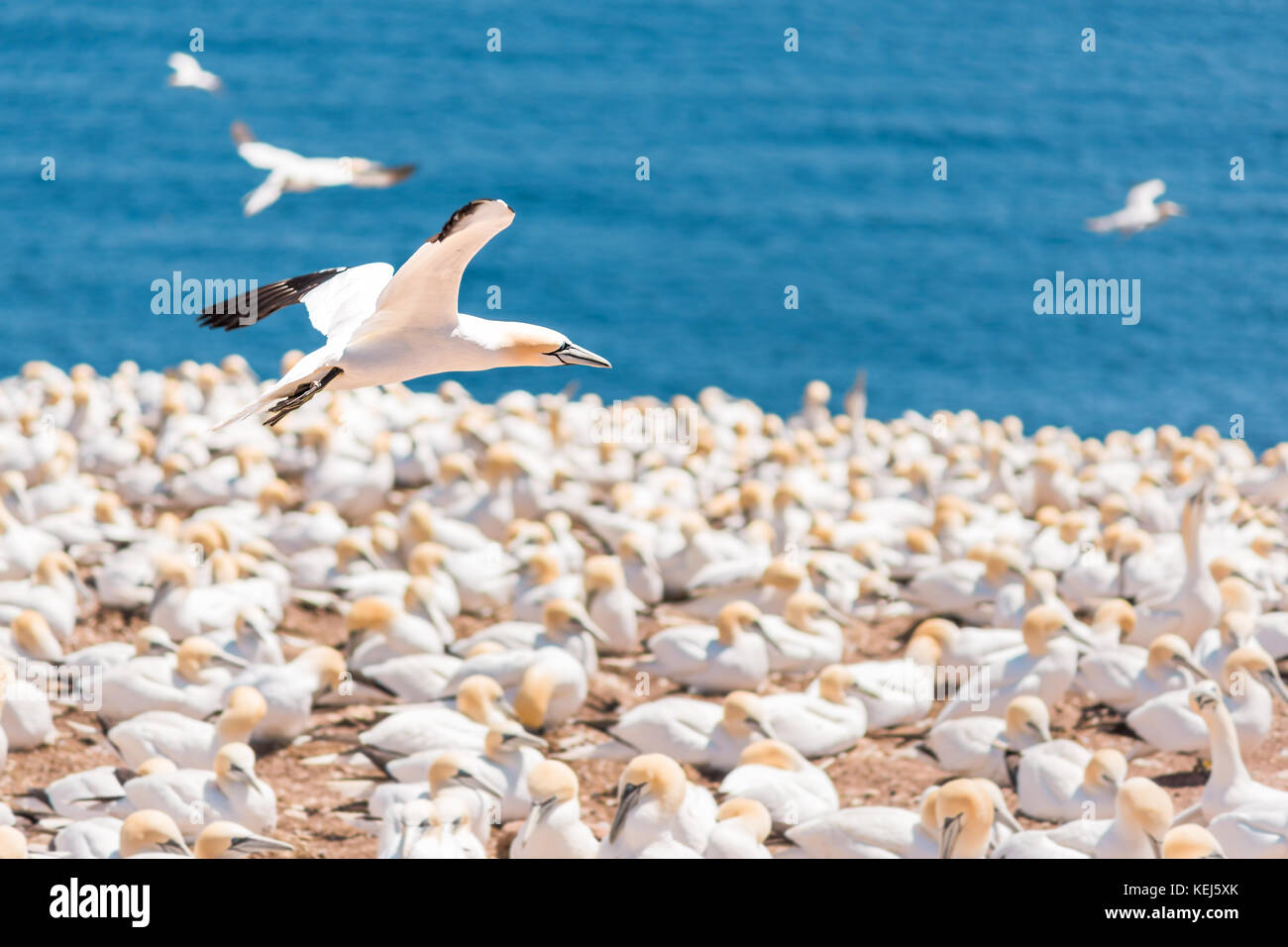 Overlook of white Gannet birds colony nesting on cliff on Bonaventure ...