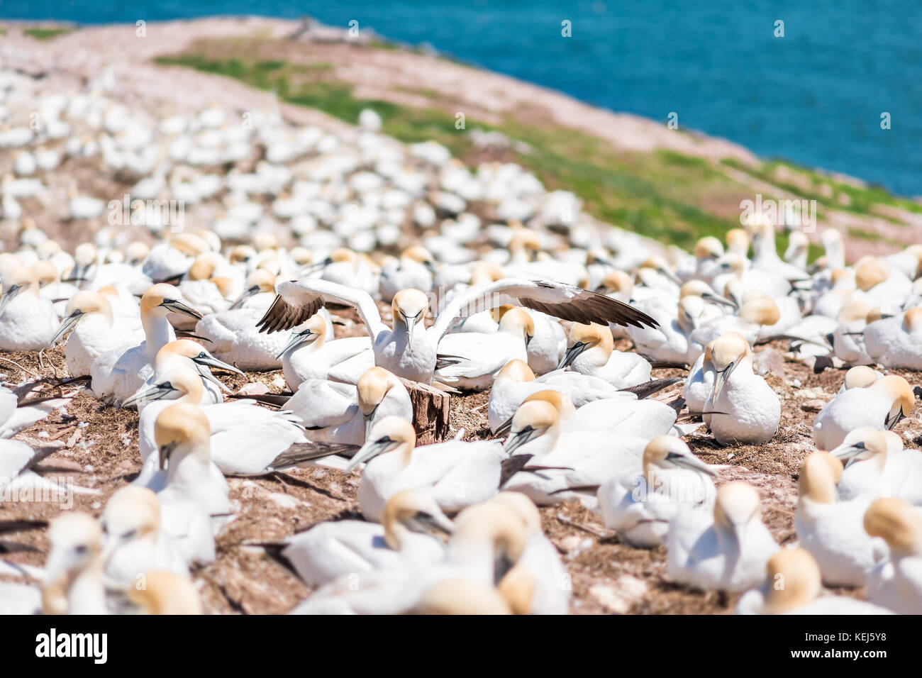 White Gannet birds colony nesting on cliff with one bird landing on ...