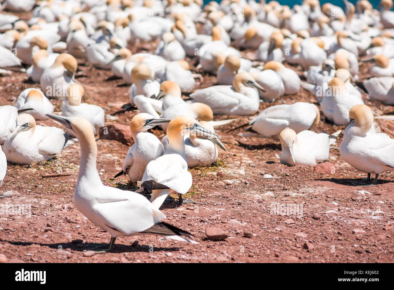 Closeup of white Gannet birds colony nesting on cliff on Bonaventure ...
