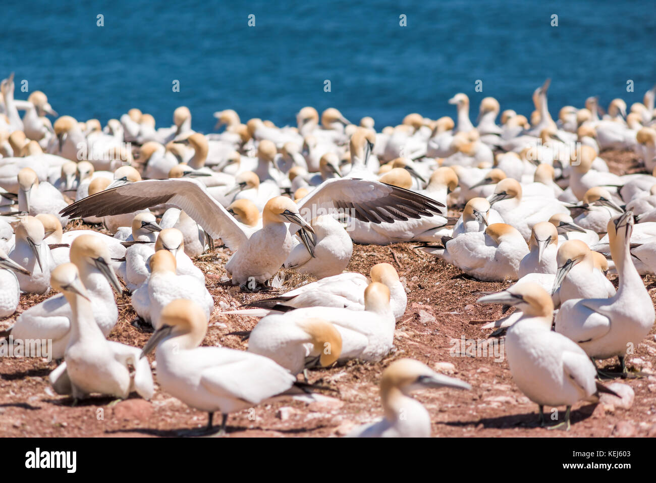 White Gannet birds colony nesting on cliff with one bird landing on ...
