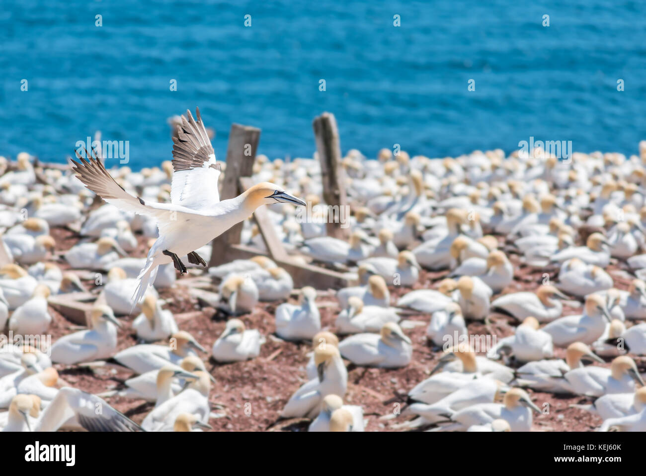 Overlook of white Gannet birds colony nesting on cliff on Bonaventure ...