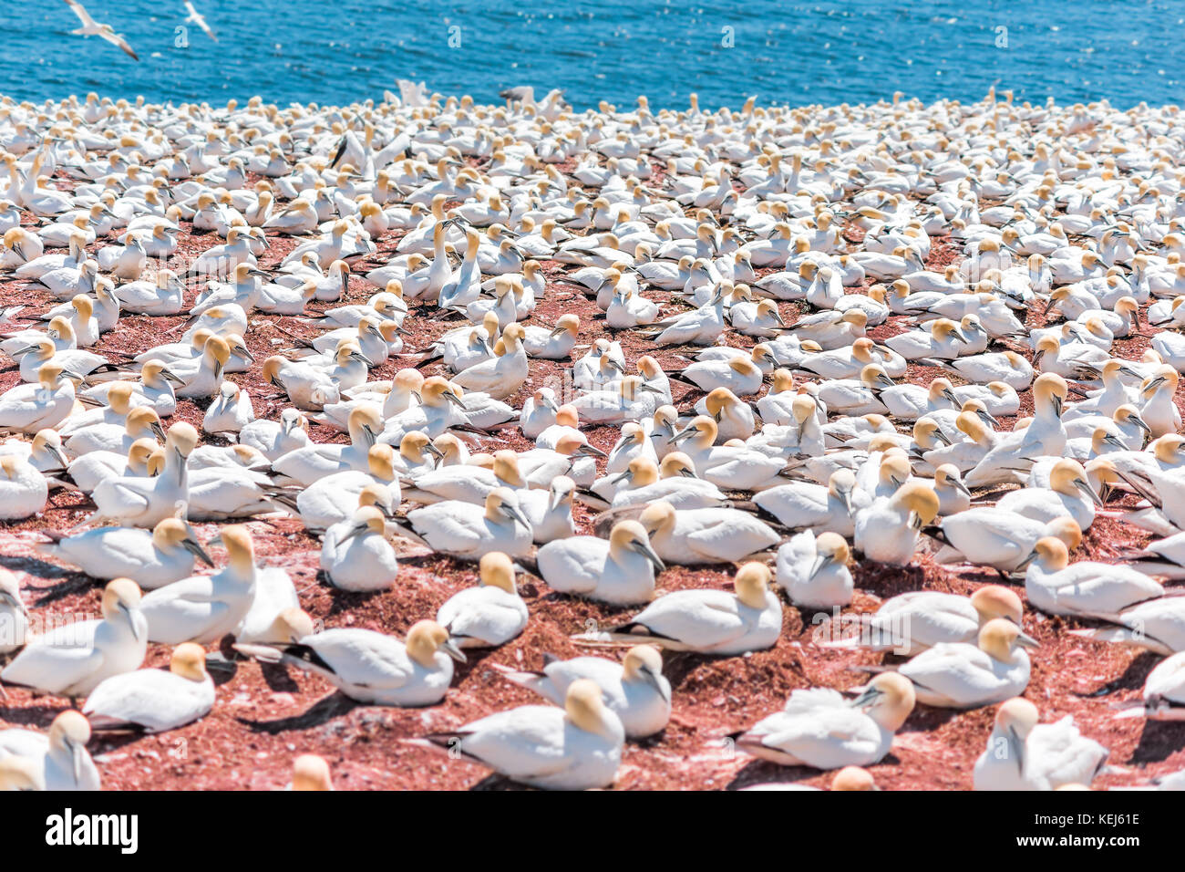 Overlook of many white Gannet birds colony nesting on cliff on ...