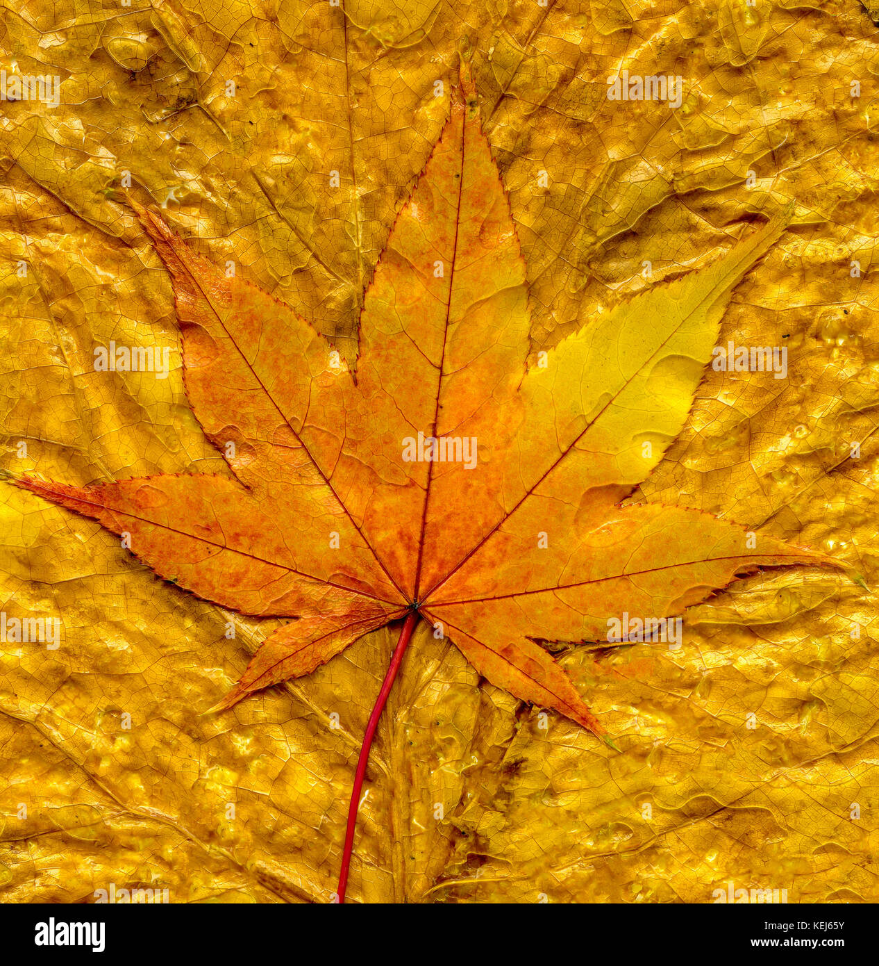 Autumn leaves in studio setting background Stock Photo - Alamy