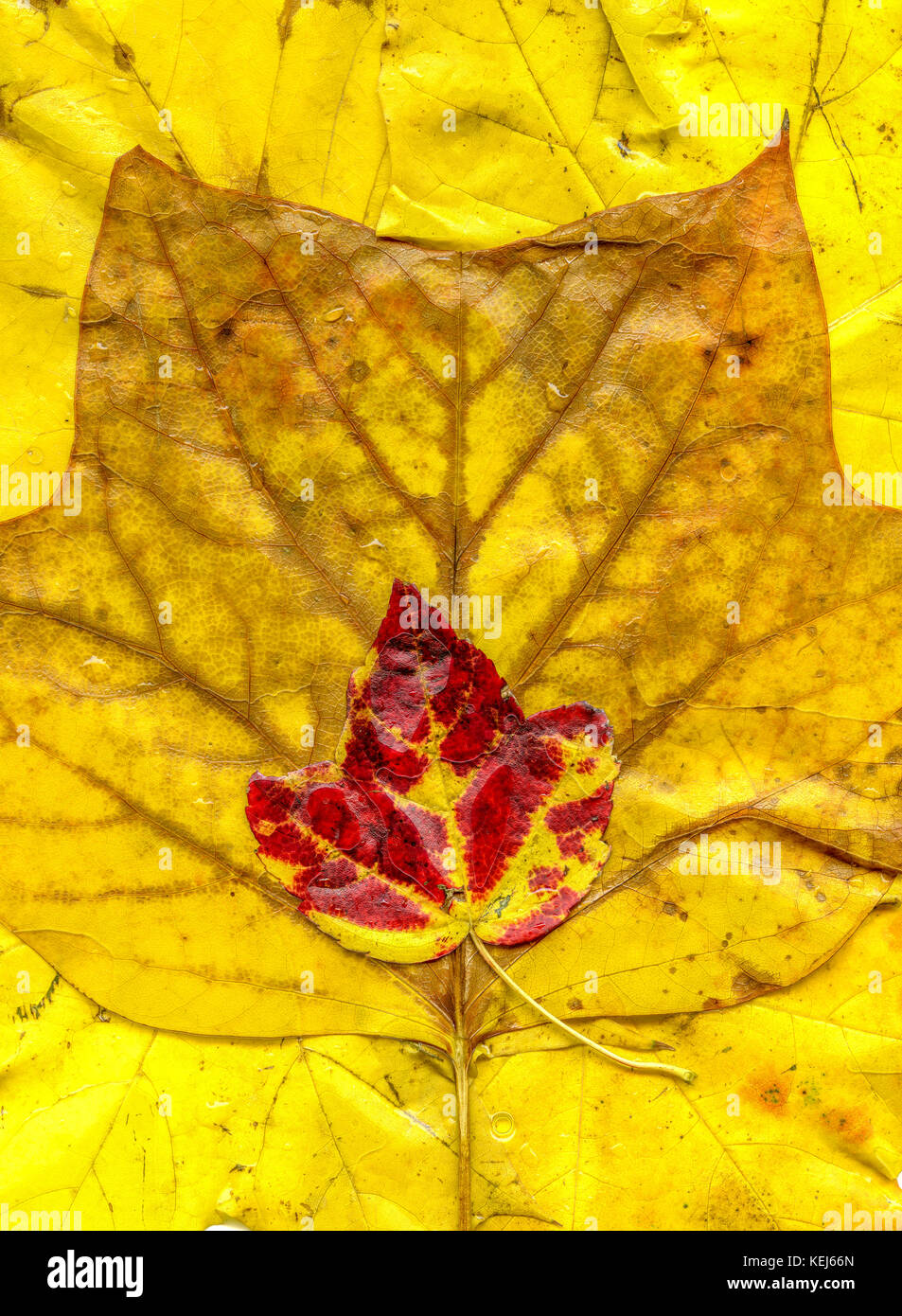 Autumn leaves in studio setting background Stock Photo - Alamy