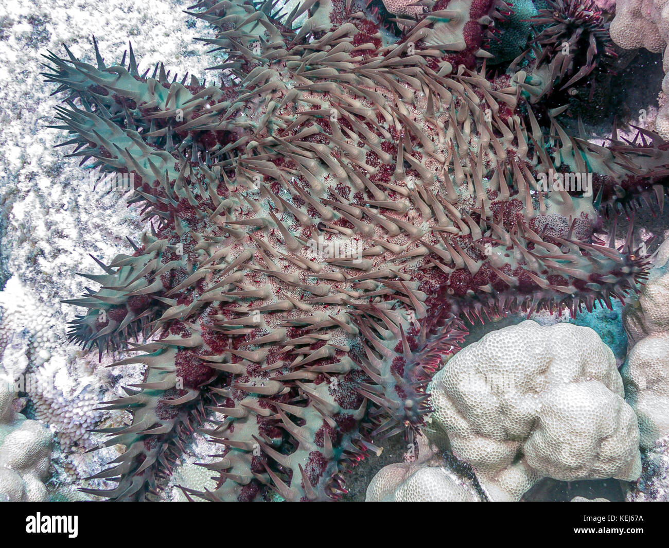 Multiple armed starfish starfish hi-res stock photography and images ...