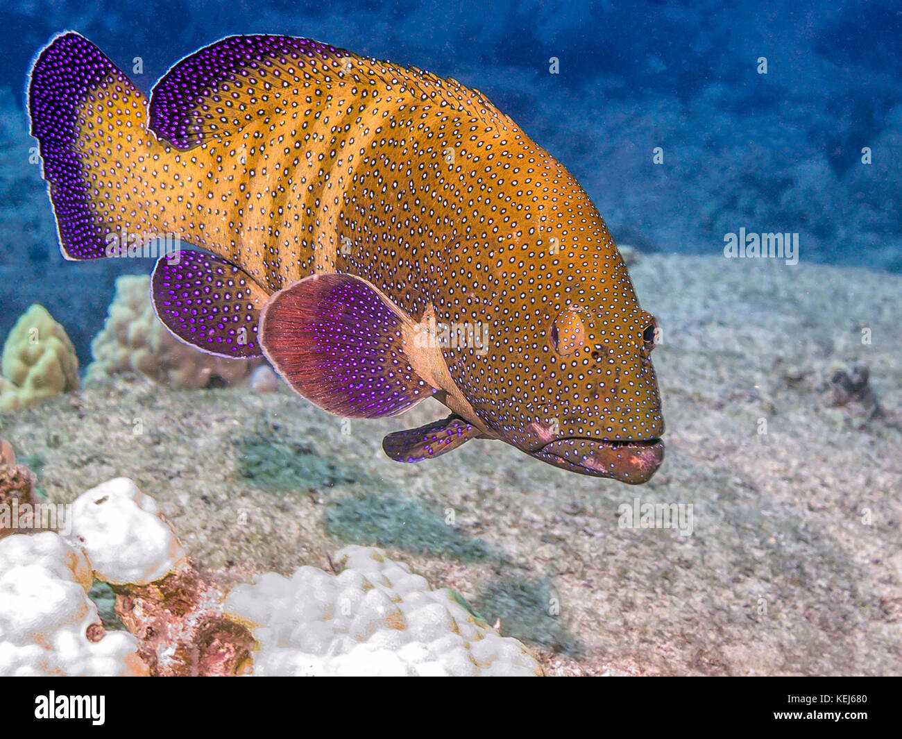 Argus Grouper