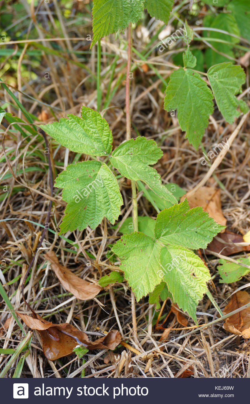 Bramble Bush Stock Photos & Bramble Bush Stock Images - Alamy