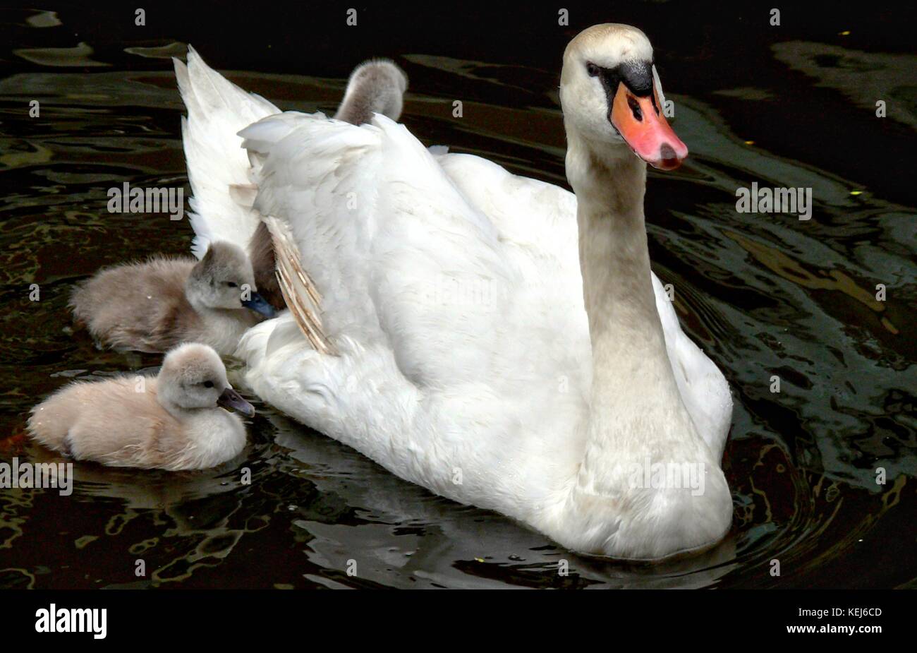 Adult Swan with Chicks Stock Photo - Alamy