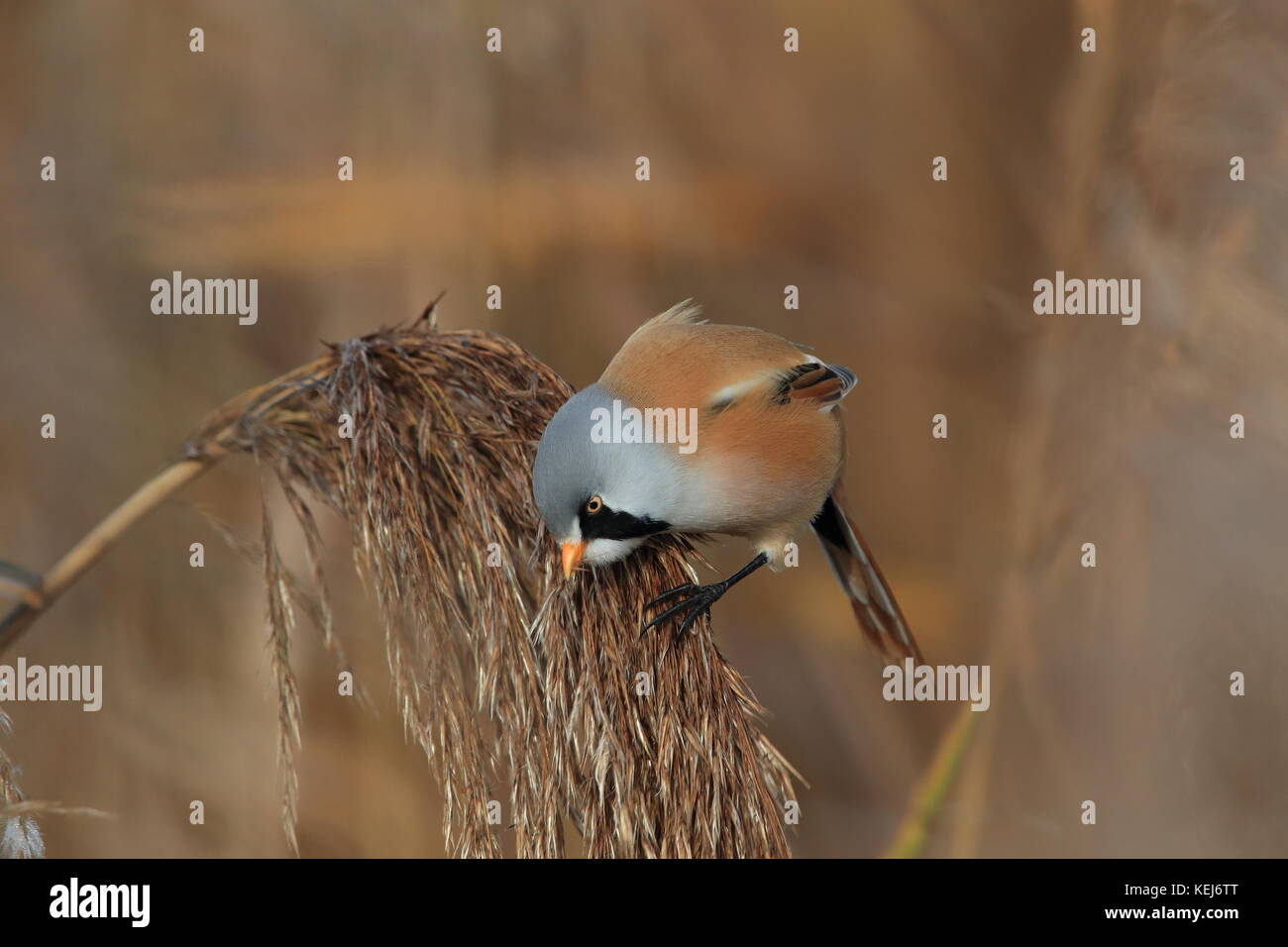 Bearded Reedling or Bearded Tit (Panurus biarmicus) Baden-Wuerttemberg ...