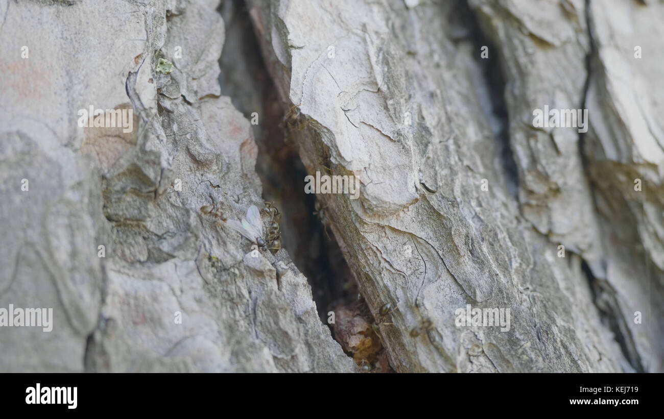 Anttree hi-res stock photography and images - Alamy