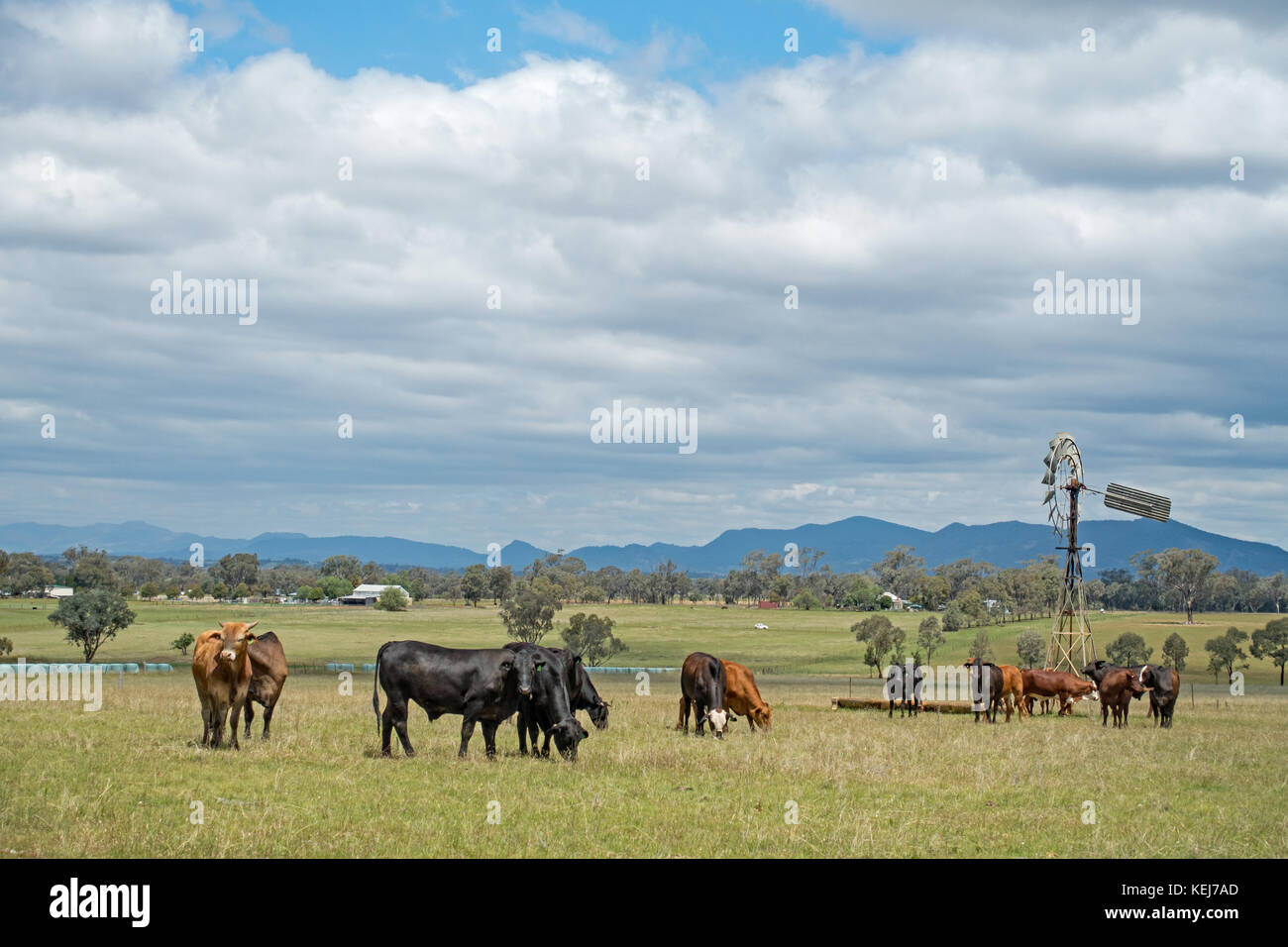 Steers cattle hi-res stock photography and images - Alamy
