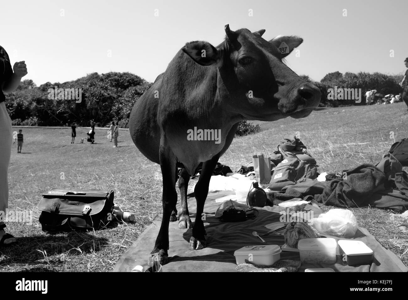 Hong kong cow hi-res stock photography and images - Alamy
