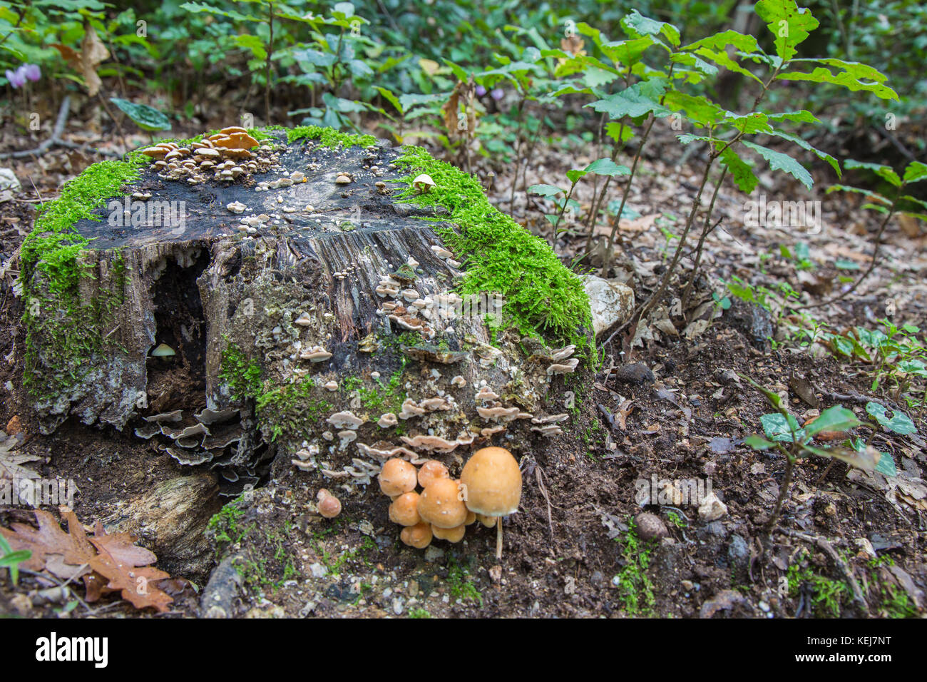 Mycelium fungi log hi-res stock photography and images - Alamy