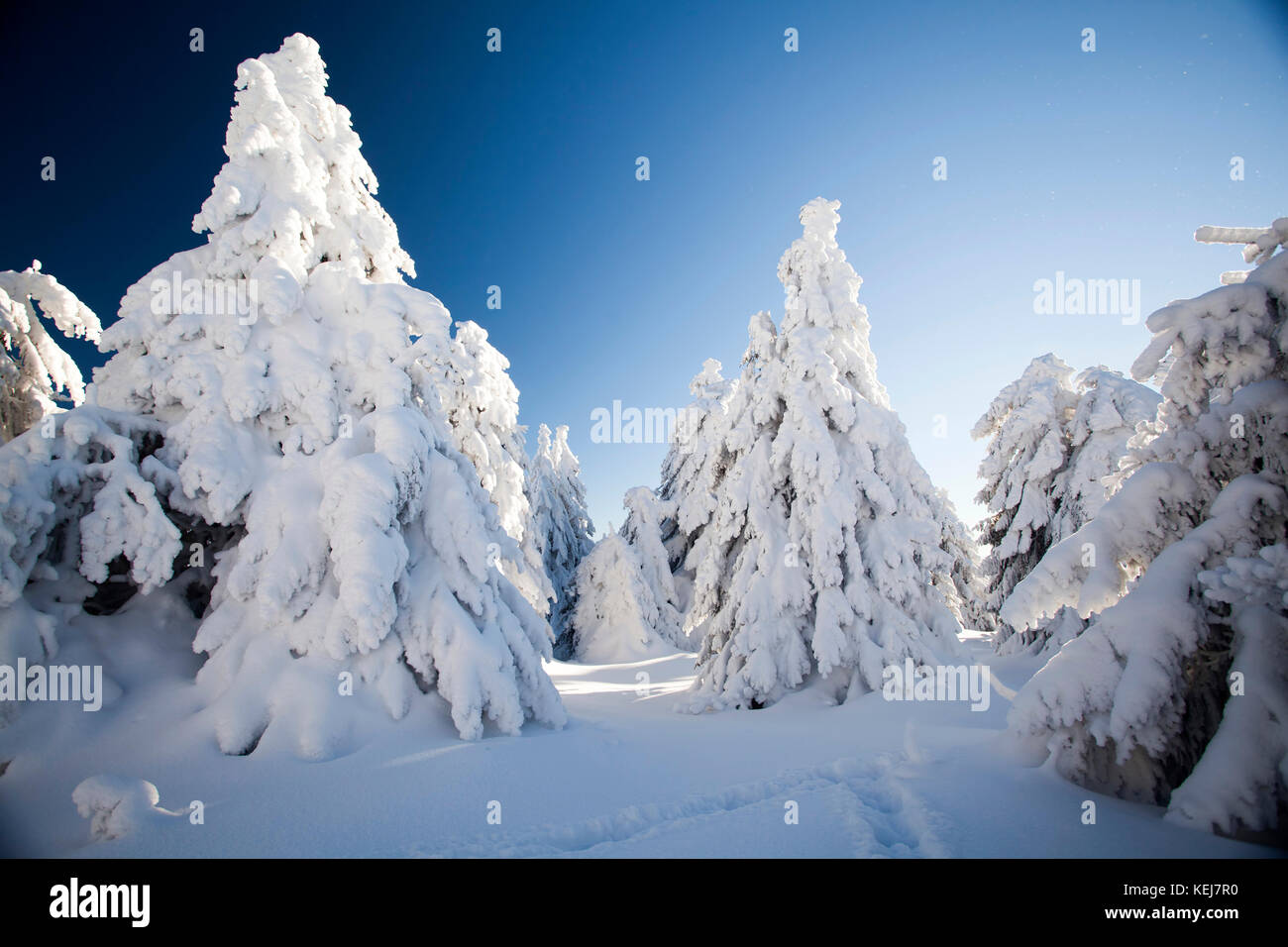 Snow covered pine trees in the high mountains Stock Photo - Alamy
