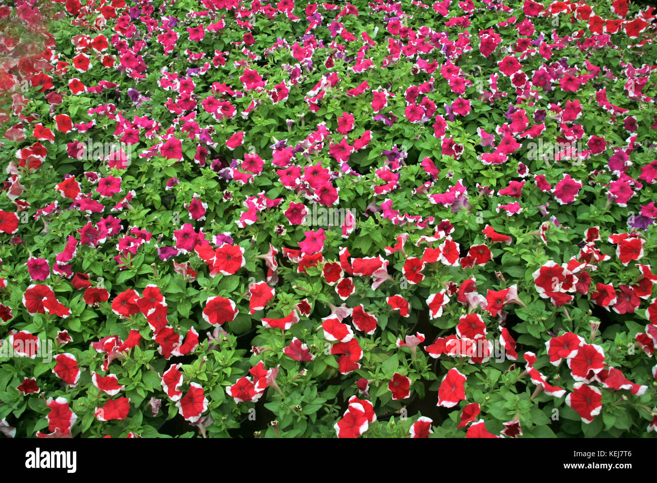 Spread of red flowers on green leafy bed Stock Photo - Alamy