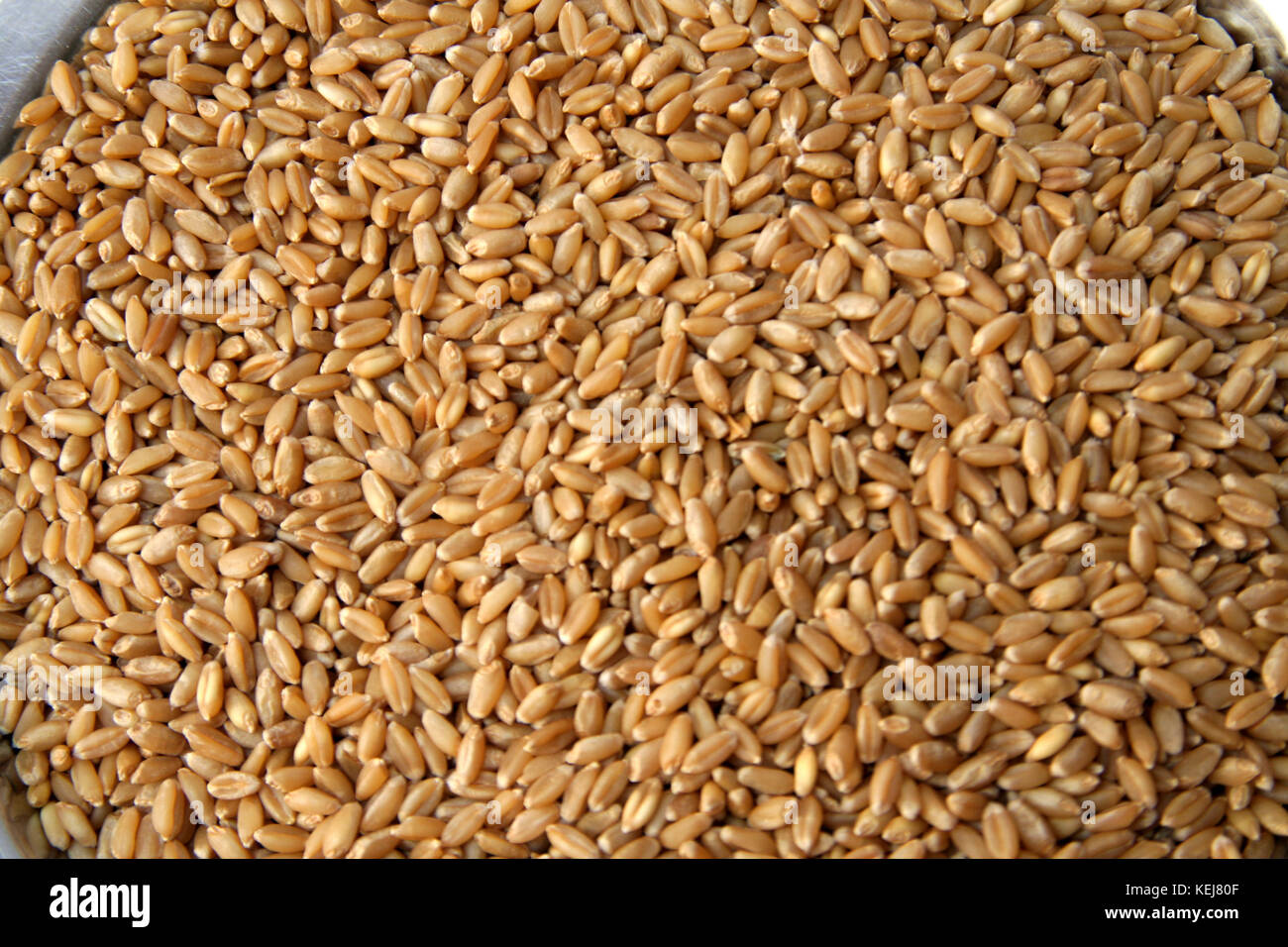 Light brown grains of cereal used in making flour Stock Photo - Alamy