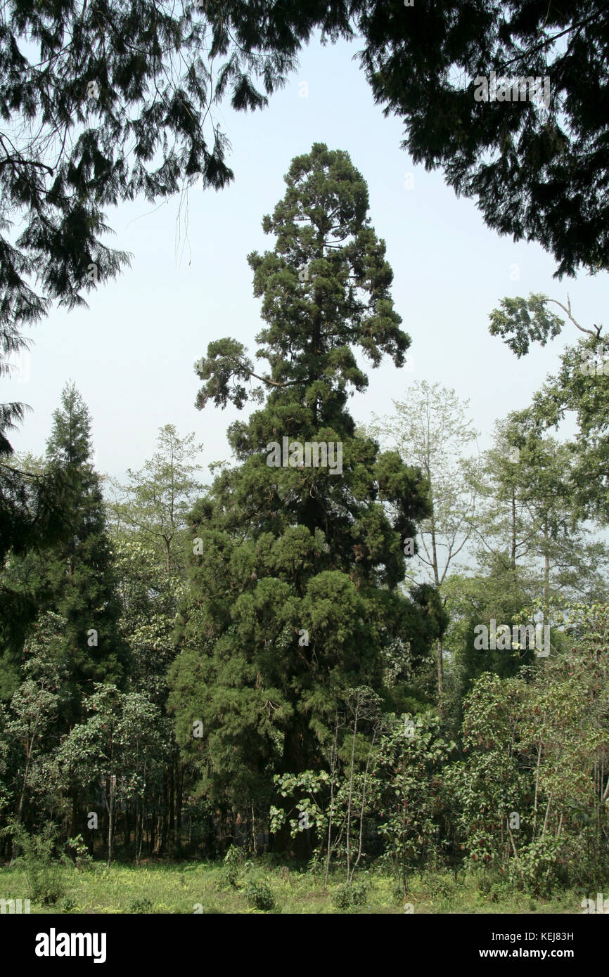 Bottle-shaped tree beautifully framed with dark foliage in foreground ...