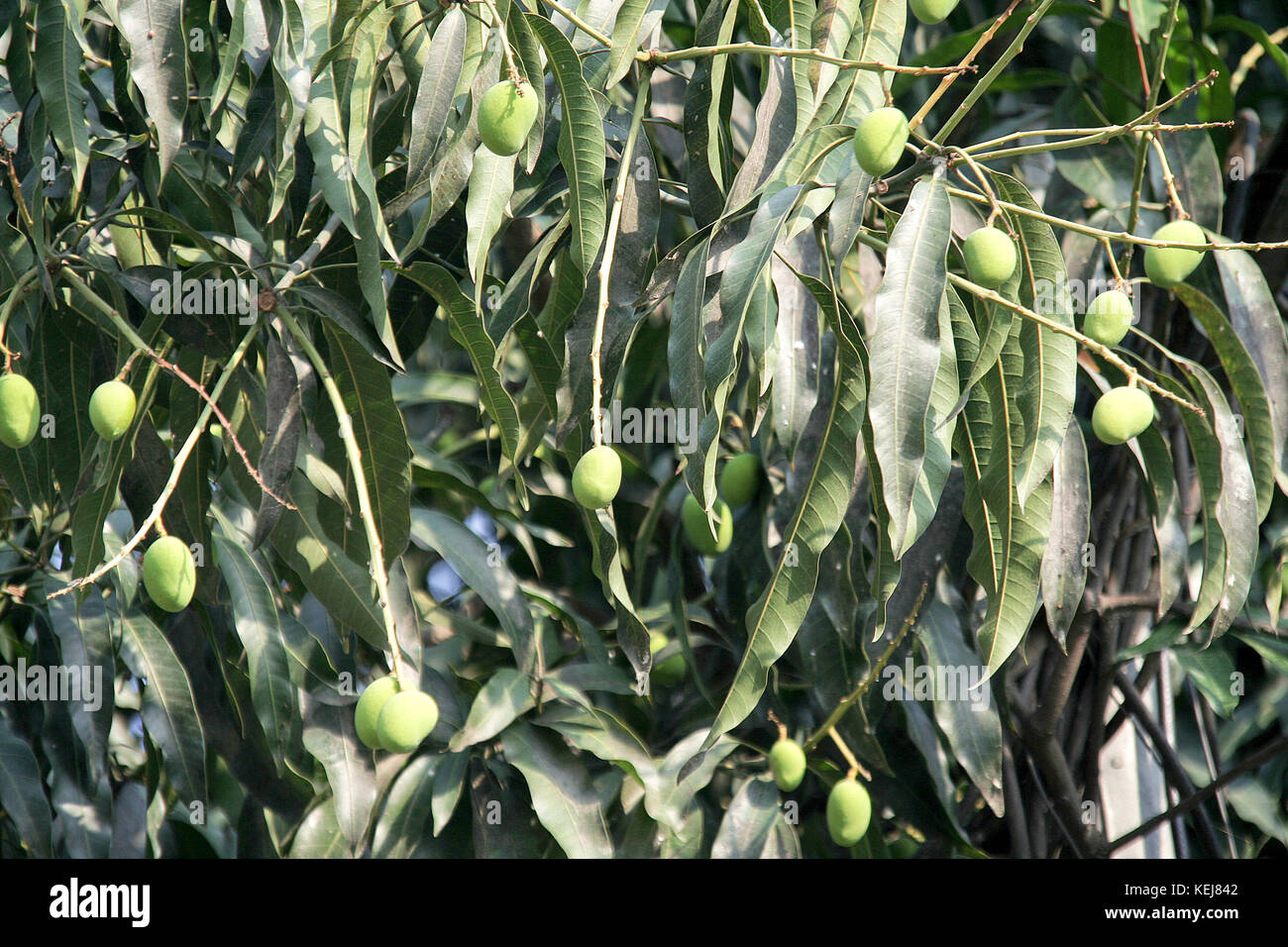 Green, unripe mango fruits hanging in a tree Stock Photo - Alamy